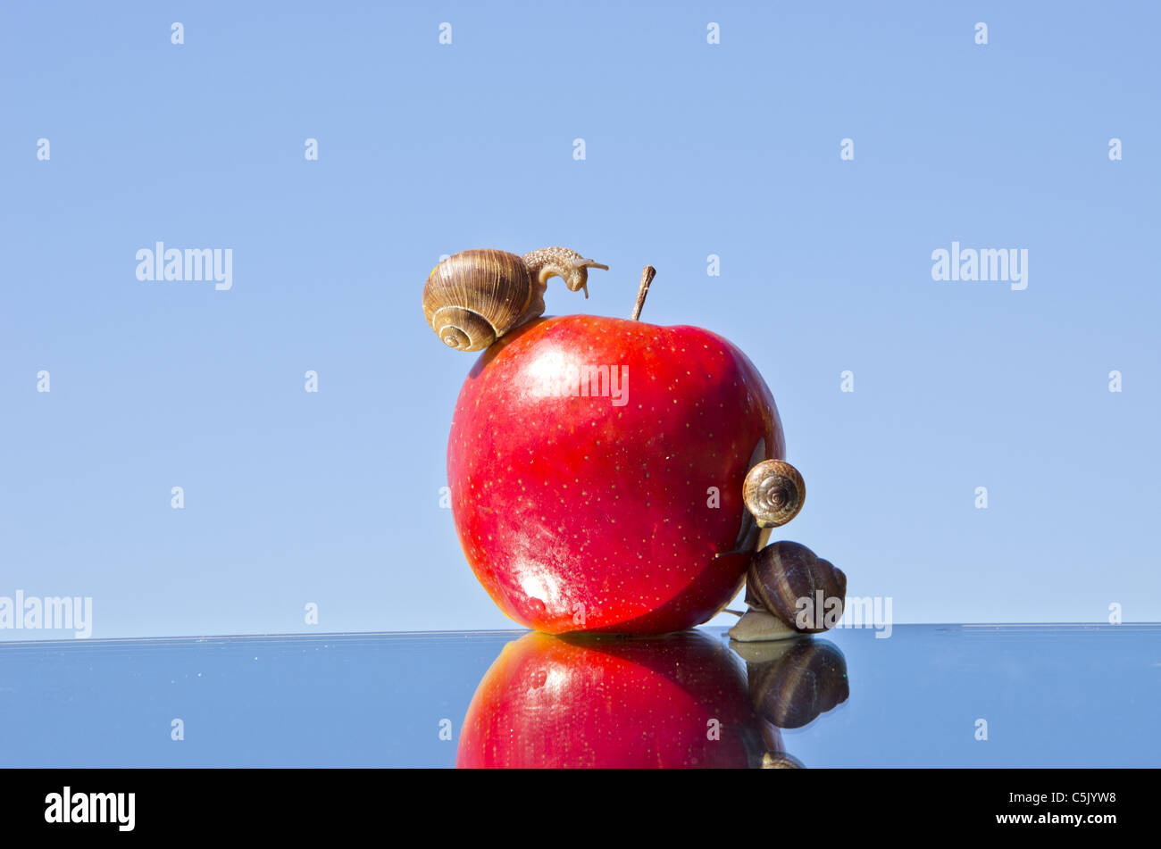 Apple snails hi-res stock photography and images - Alamy