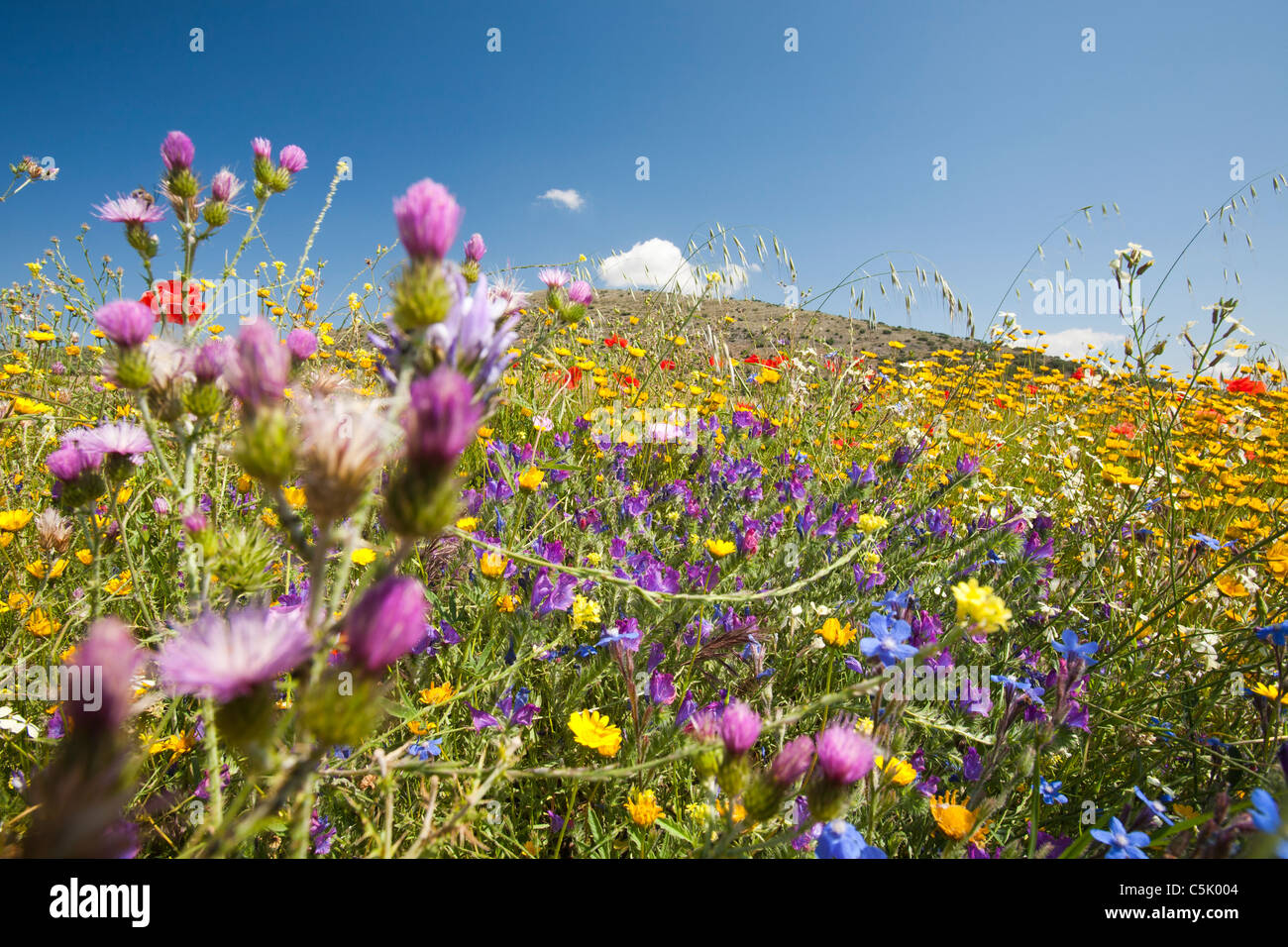 Wild flowers of spain hi-res stock photography and images - Alamy