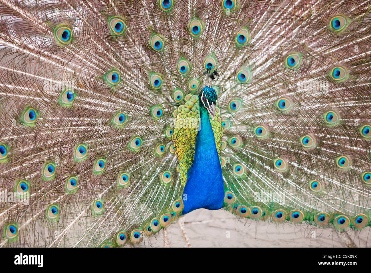 Peacock Strut High Resolution Stock Photography and Images - Alamy