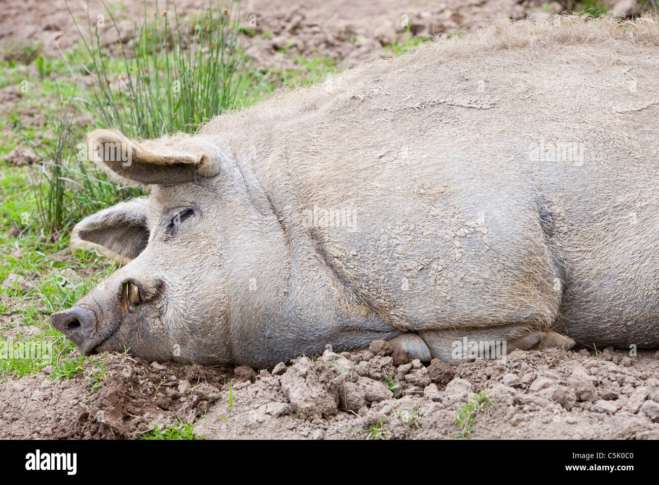 Fat pig obese hi-res stock photography and images - Alamy