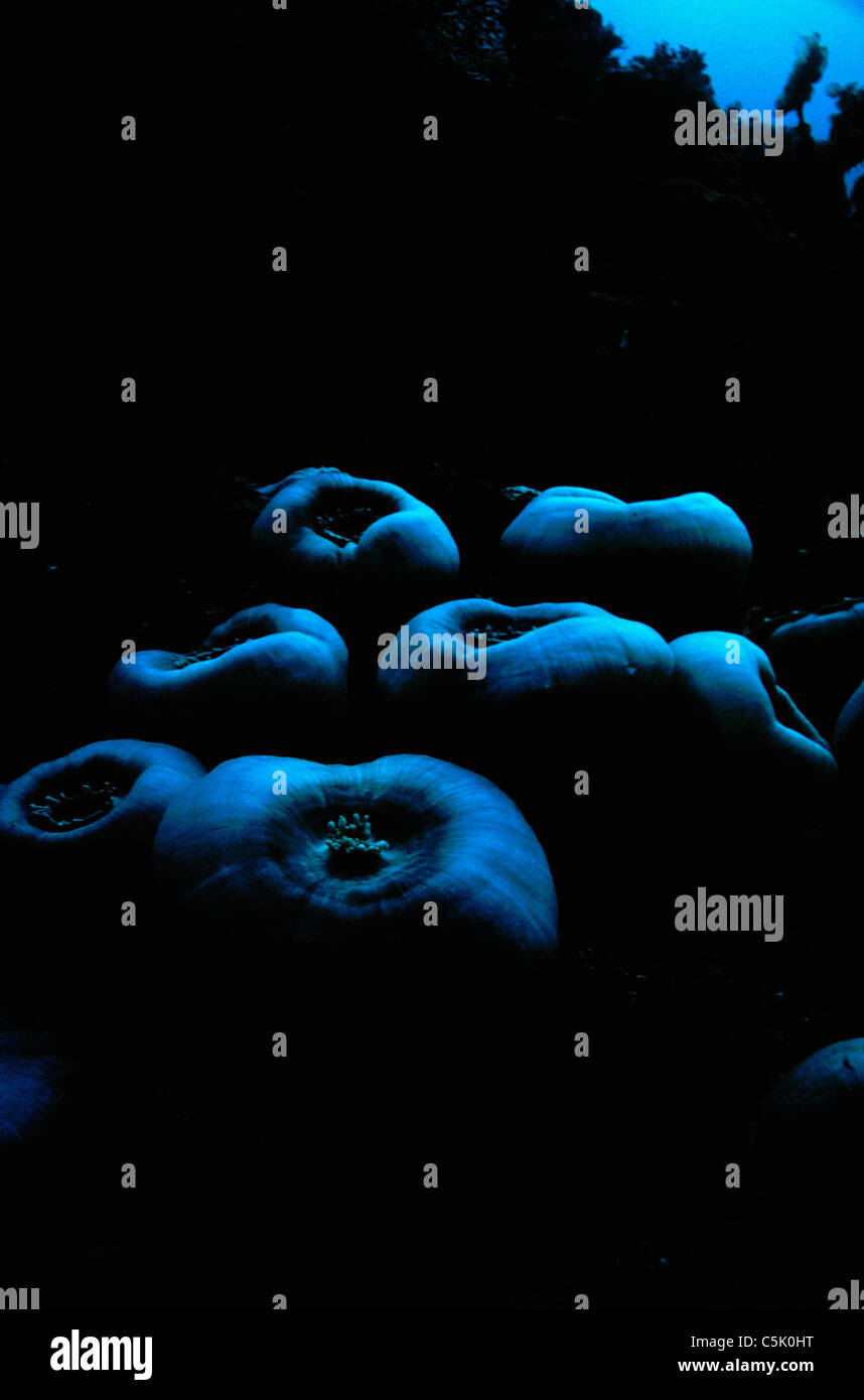 Ngemelis hi-res stock photography and images - Alamy