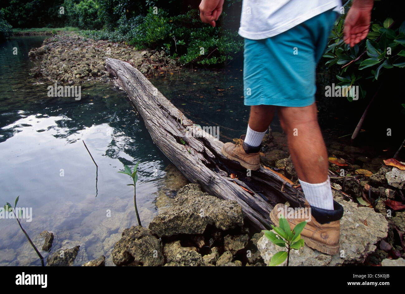 Man walking on a tree trunk used as a bridge at the Ngermid Channel ...
