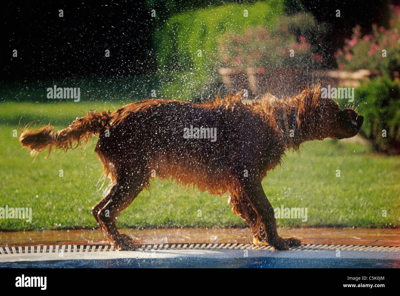Wet dog shaking hi-res stock photography and images - Alamy