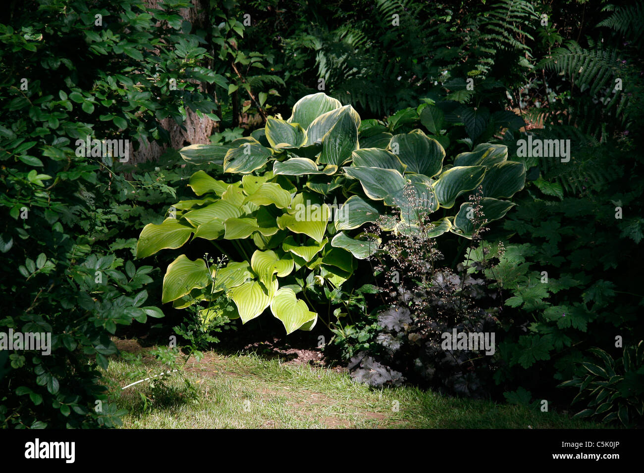 Hosta Golden Tiara (dark green) and another variety of hosta Stock ...