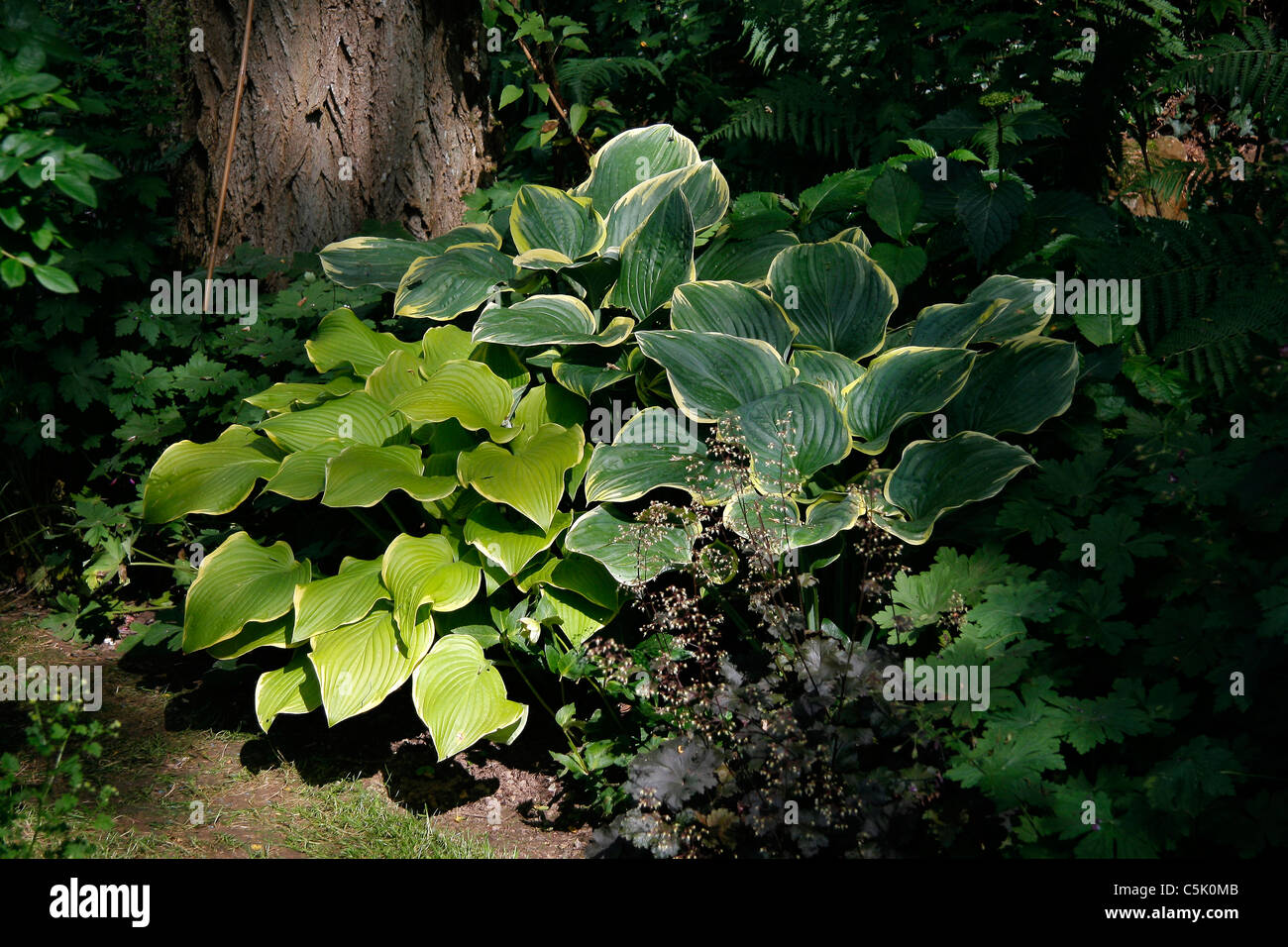 Hosta Golden Tiara (dark green) and another variety of hosta Stock ...