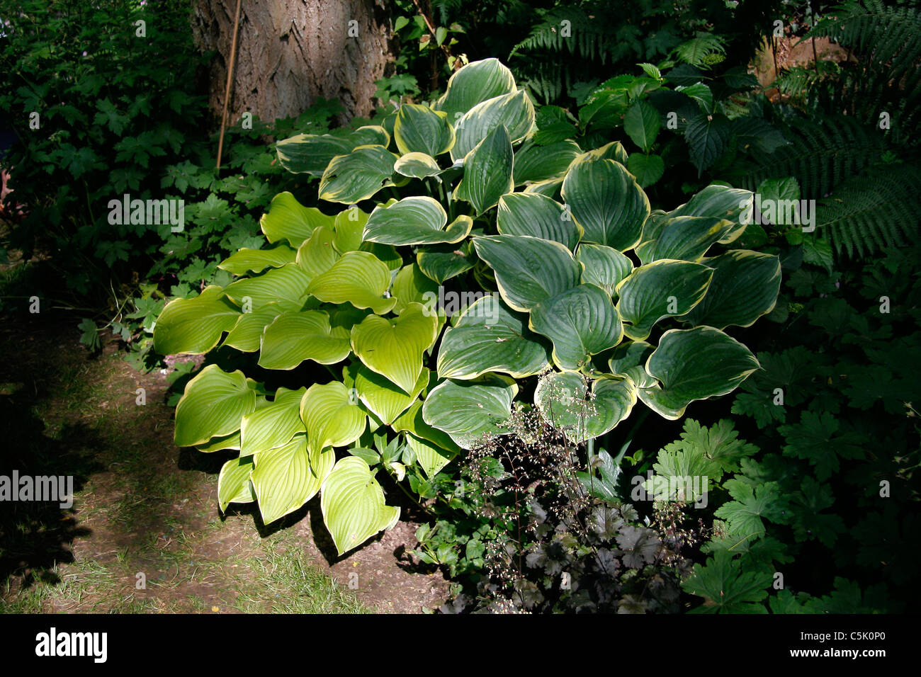 Hosta Golden Tiara (dark green) and another variety of hosta Stock ...