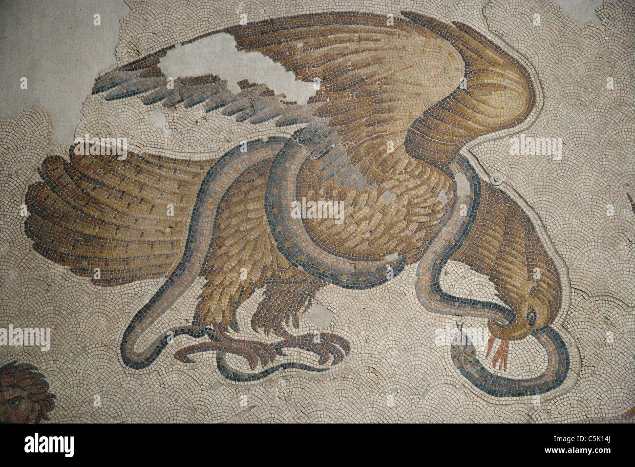 Eagle killing snake hi-res stock photography and images - Alamy