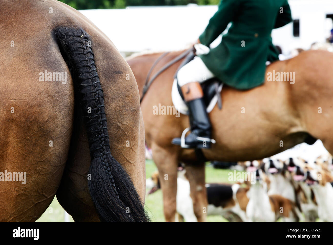 Hunting beagles hi-res stock photography and images - Alamy