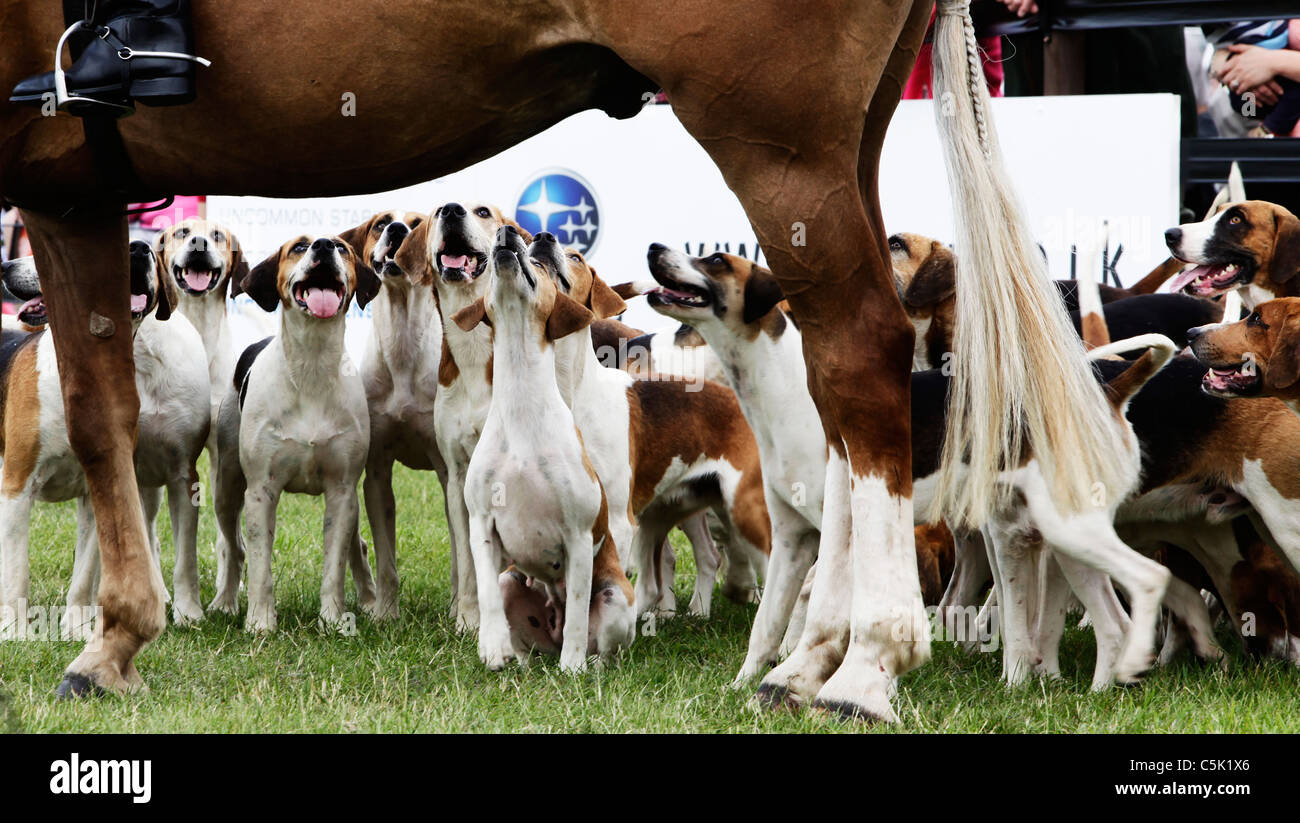 Hunting beagles hi-res stock photography and images - Alamy