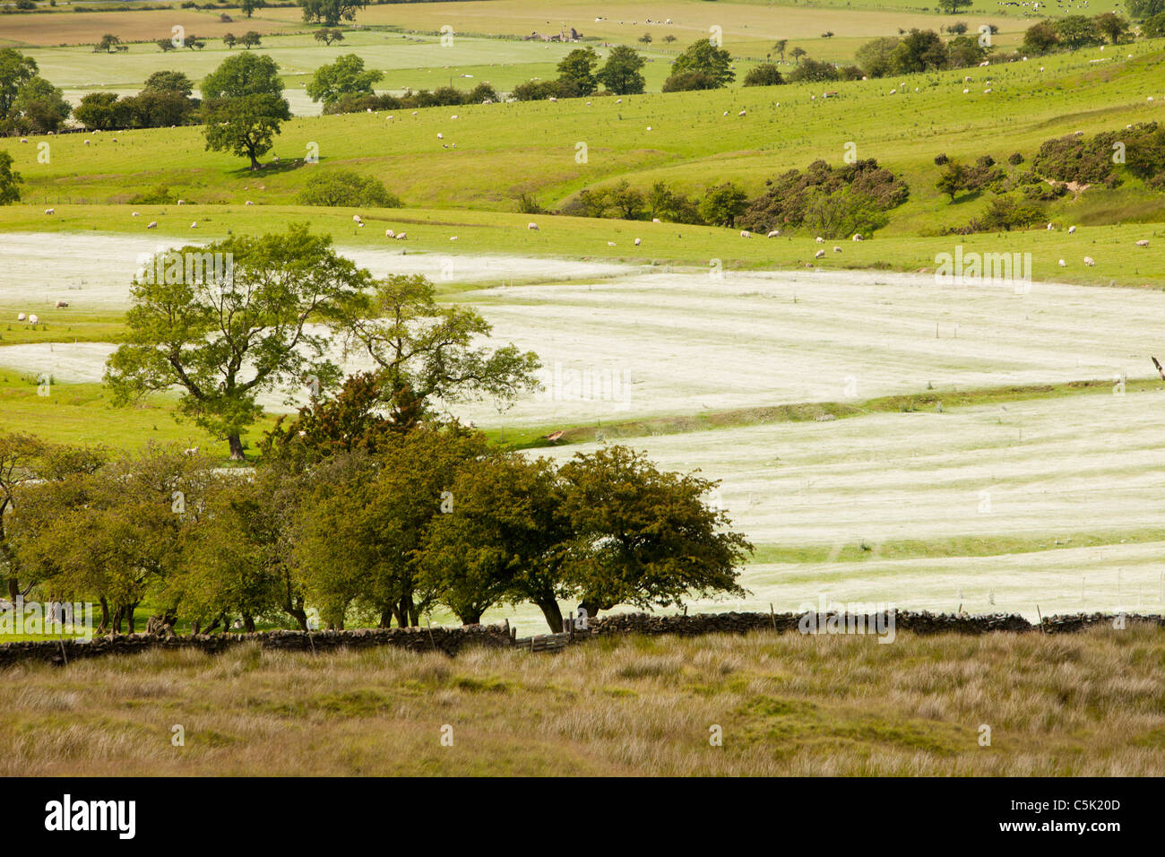 Lime grassland hi-res stock photography and images - Alamy