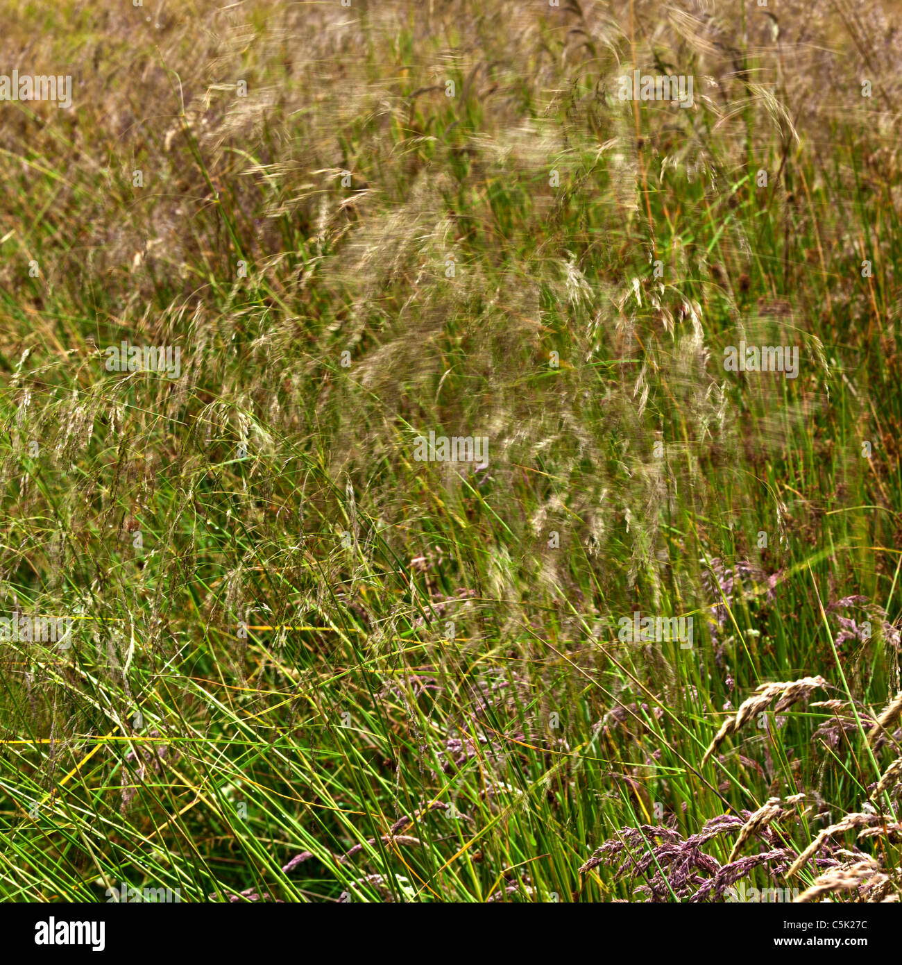 Grasses green pollen hi-res stock photography and images - Alamy