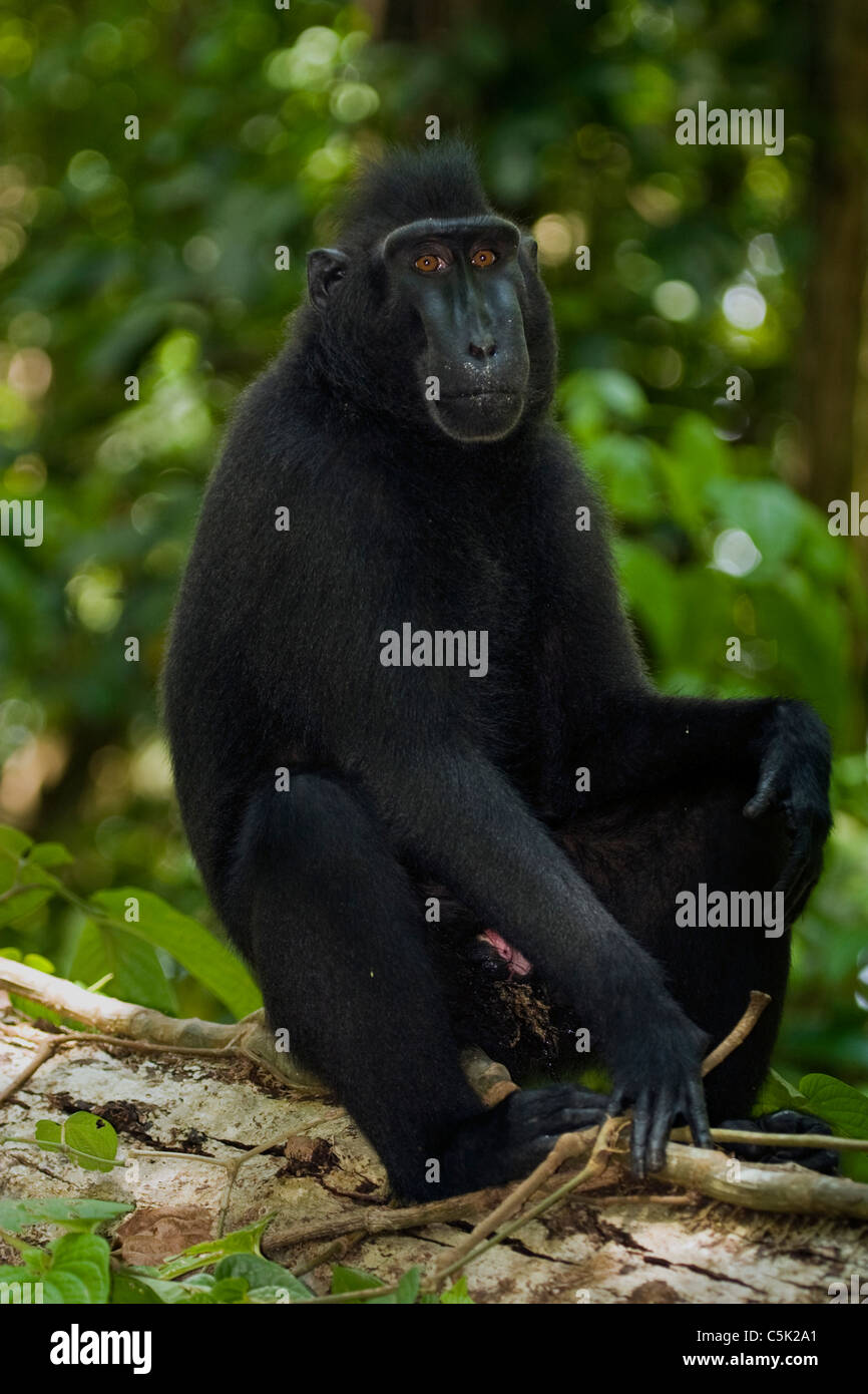 Celebes crested macaque, Macaca nigra, Tangkoko National Park Sulawesi ...