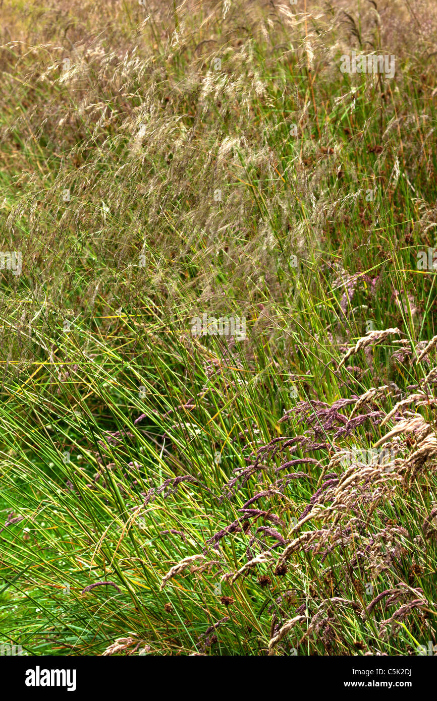 Grasses green pollen hi-res stock photography and images - Alamy
