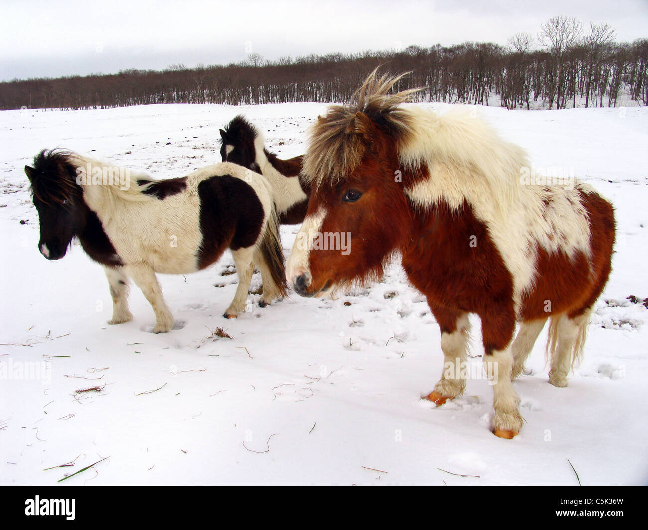 Dosanko pony Horses Hokkaido Japan Stock Photo - Alamy