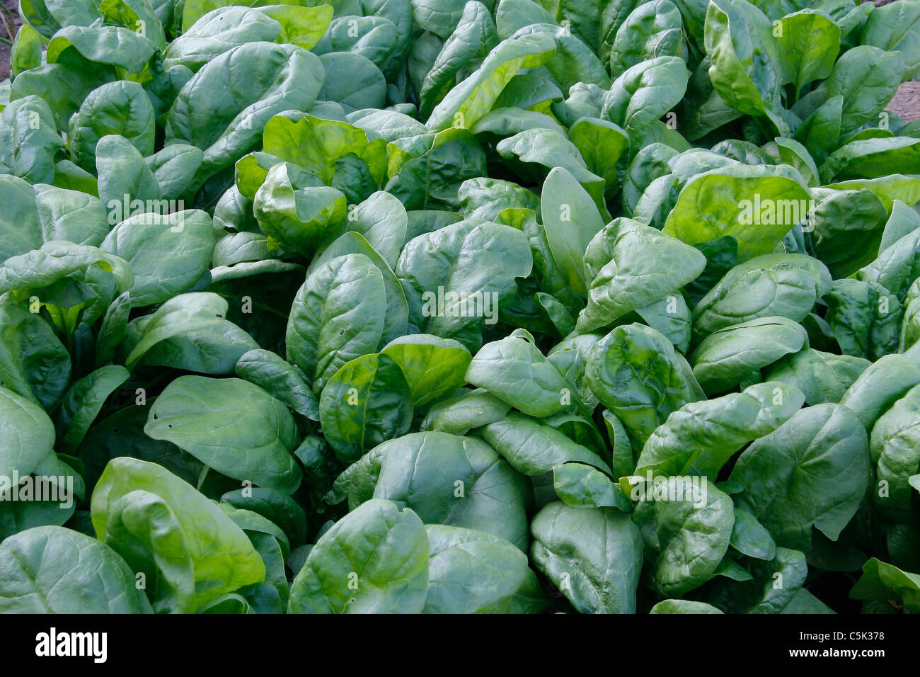 Vegetable plot of spinach (Spinacia oleracea) in a home garden Stock ...