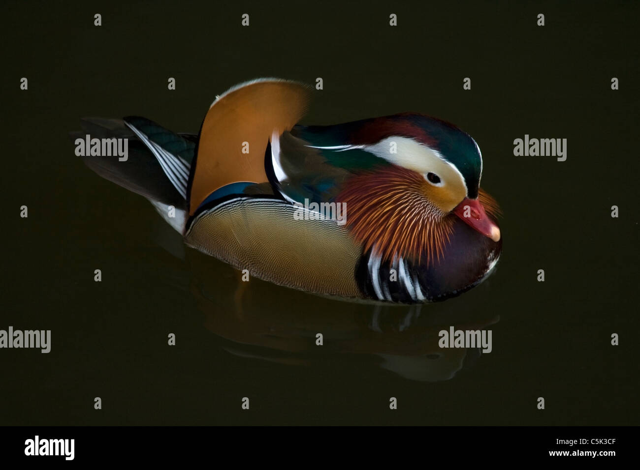 Mandarin Duck, Aix galericulata, Hokkaido Japan Stock Photo - Alamy