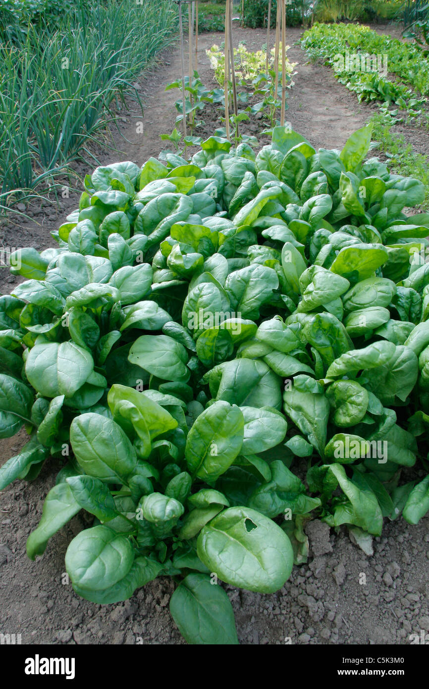 Vegetable plot of spinach (Spinacia oleracea) and shallots in a home ...