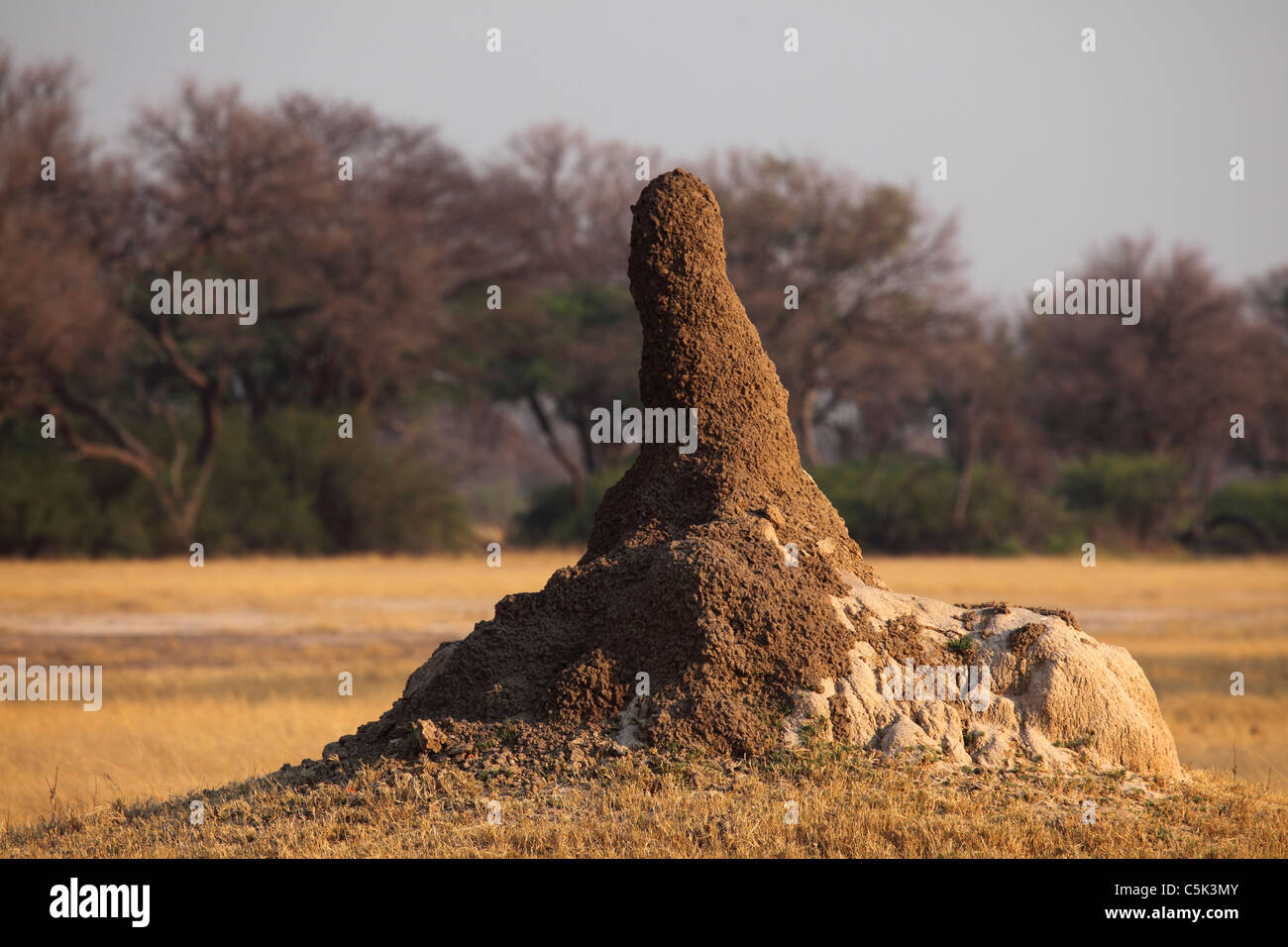 A termite mound in Hwange National Park, Zimbabwe Stock Photo - Alamy
