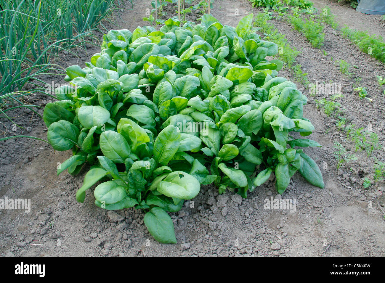 Vegetable plot of spinach (Spinacia oleracea) in a home garden Stock ...