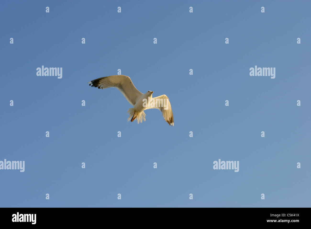 Seagull in flight Istanbul, Turkey Stock Photo - Alamy