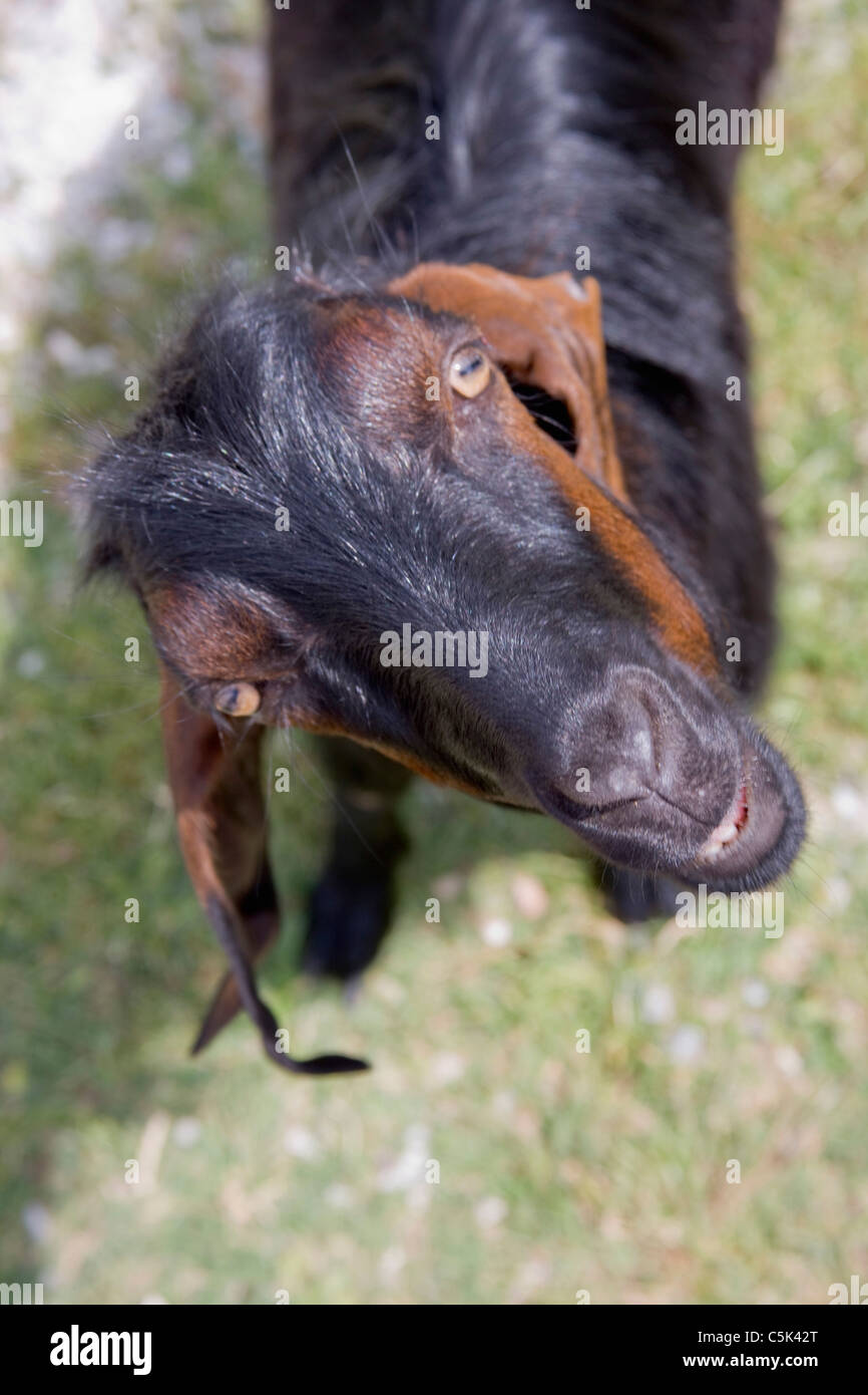 Anatolian Black Goat