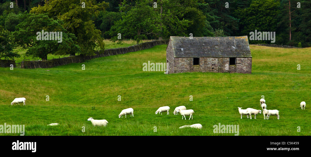 Old Barn in Sheep Field Stock Photo - Alamy