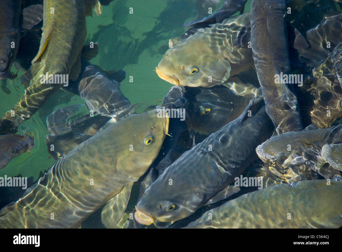 Holy carp in the Pool of Abraham (Ibrahim) by Halil-ur Rahman (Friend ...