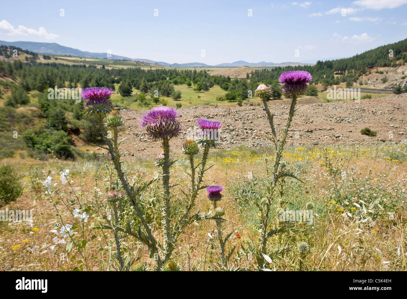Purple thistle flowers, southeast Anatolia, Turkey Stock Photo - Alamy
