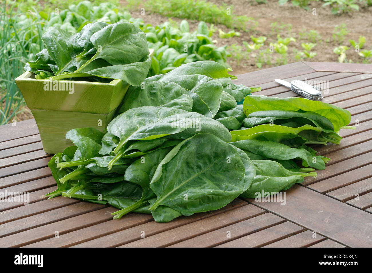 Harvest of spinach (Spinacia oleracea), variety : 'Matador', in june ...