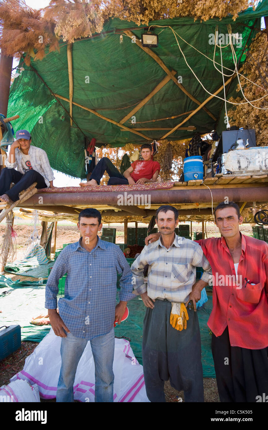 Seasonal harvesting workers by their tent, southeast Anatolia, Turkey ...