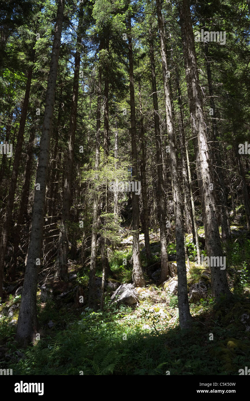 Sunny spots in a forest with tall conifers Stock Photo - Alamy