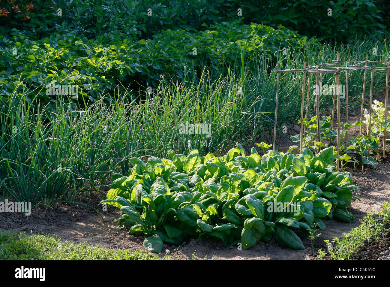 Vegetable plots : spinach,shallots, potatoes in a home garden Stock ...