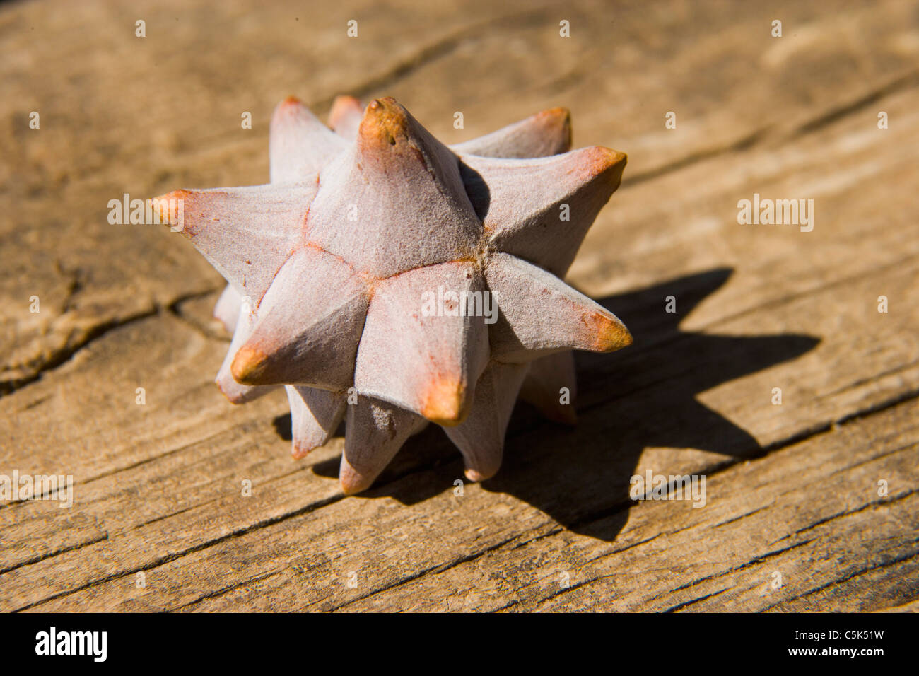 Cone shaped fruit hi-res stock photography and images - Alamy