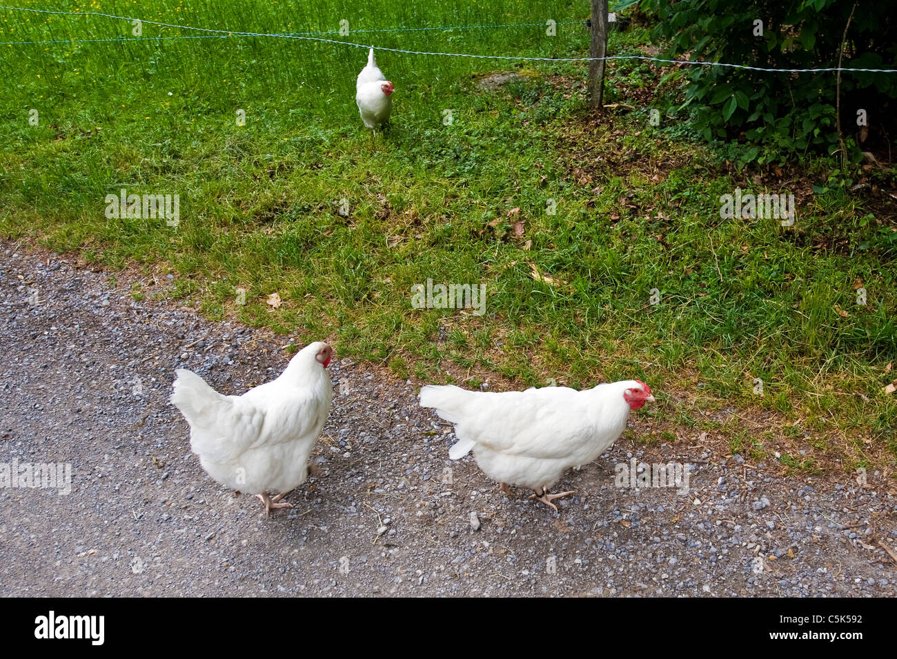 N'en hi-res stock photography and images - Alamy