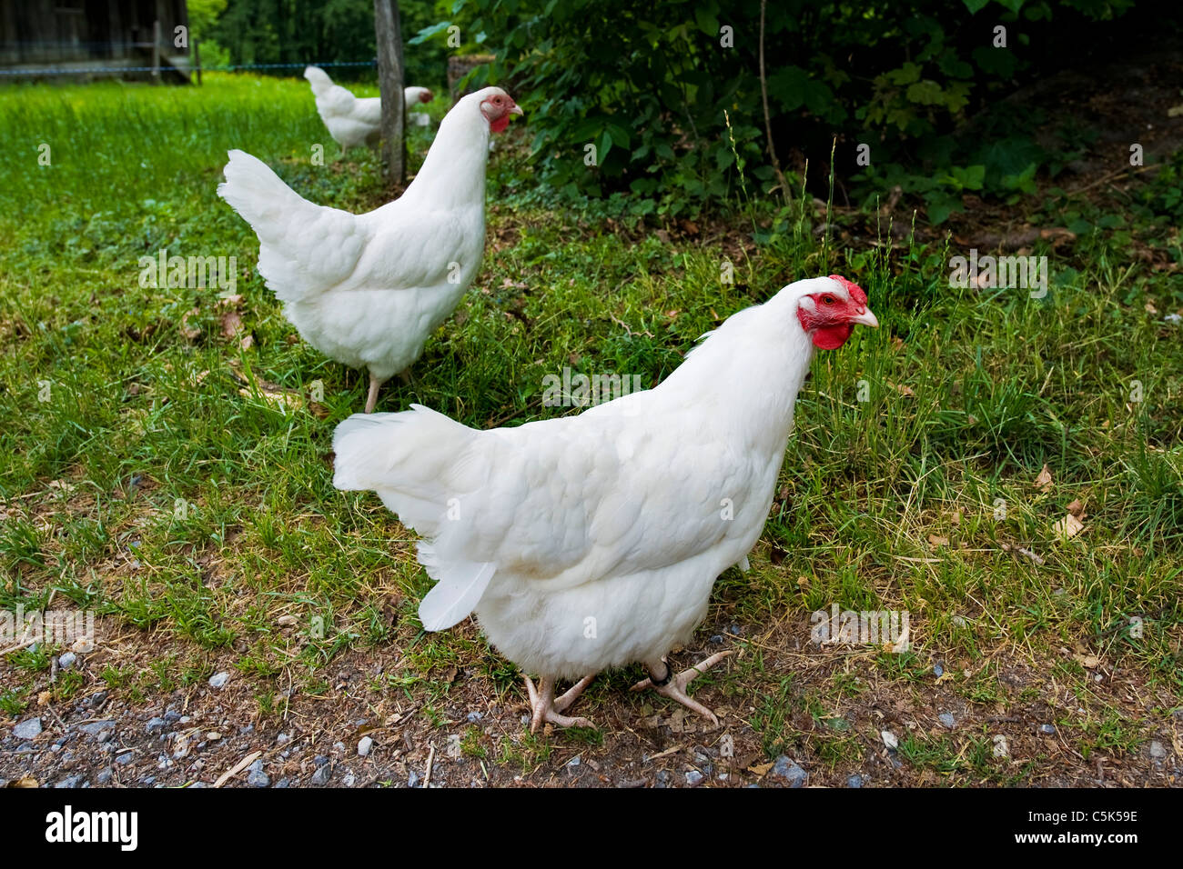 N'en hi-res stock photography and images - Alamy