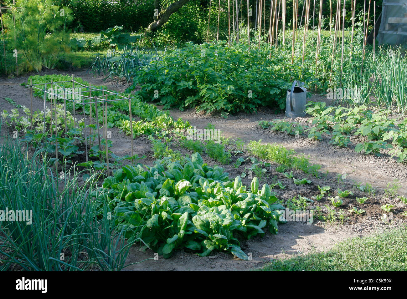 Vegetable plots : onions, spinach, salads, green beans, potatoes, peas ...