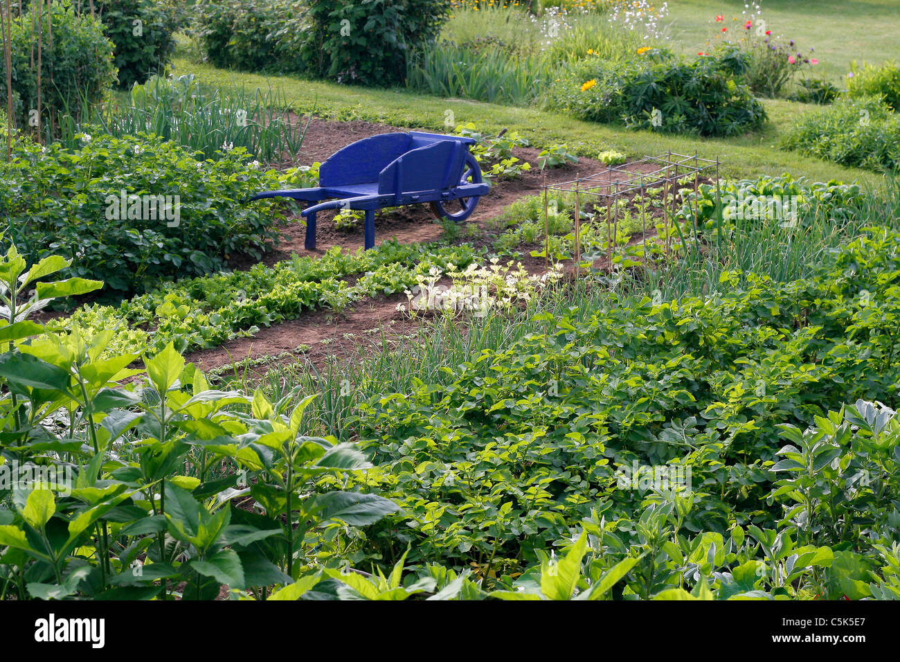 Vegetable gardenwith a wooden wheelbarrow Stock Photo - Alamy