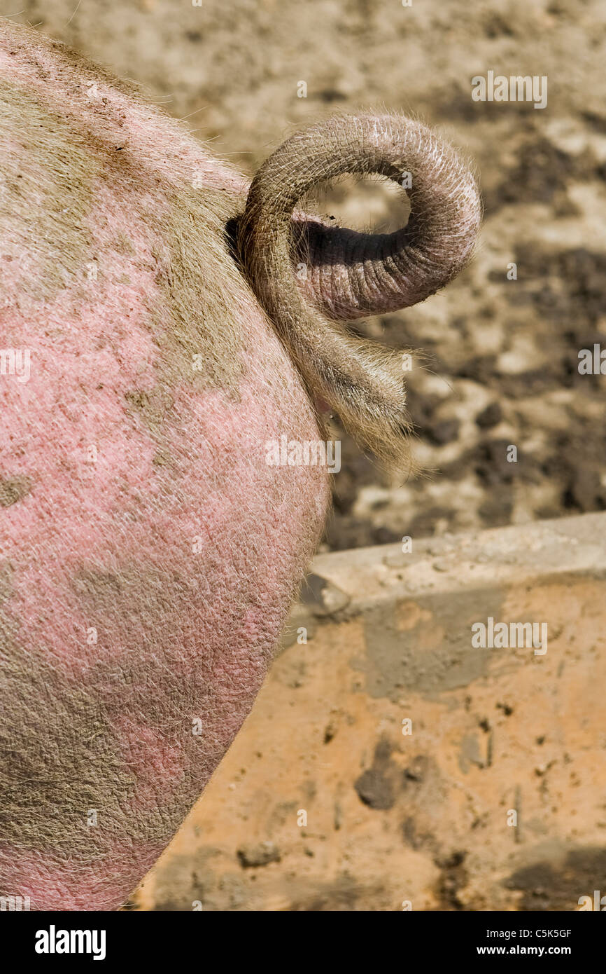 pig's tail Stock Photo - Alamy
