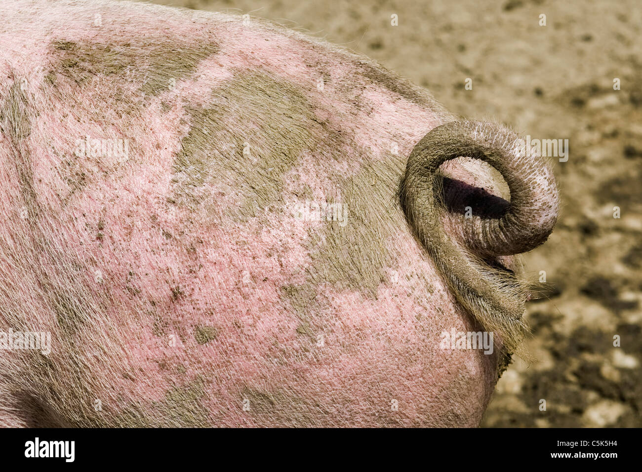 pig's tail Stock Photo - Alamy