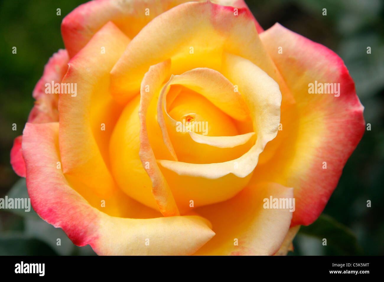 Rosa pullman orient express hi-res stock photography and images - Alamy
