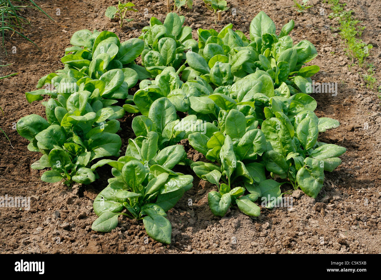 Vegetable plot of spinach (Spinacia oleracea) in a home garden Stock ...