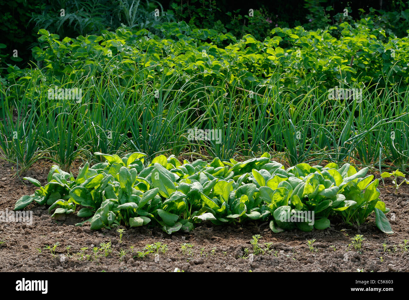 Vegetable plot of spinach (Spinacia oleracea, variety : Matador ...