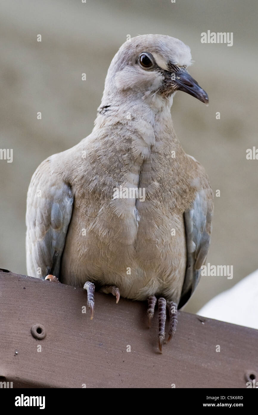 Doves fly hi-res stock photography and images - Alamy