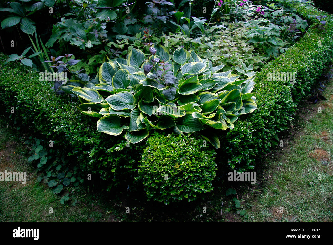 Hosta with boxwood Stock Photo - Alamy