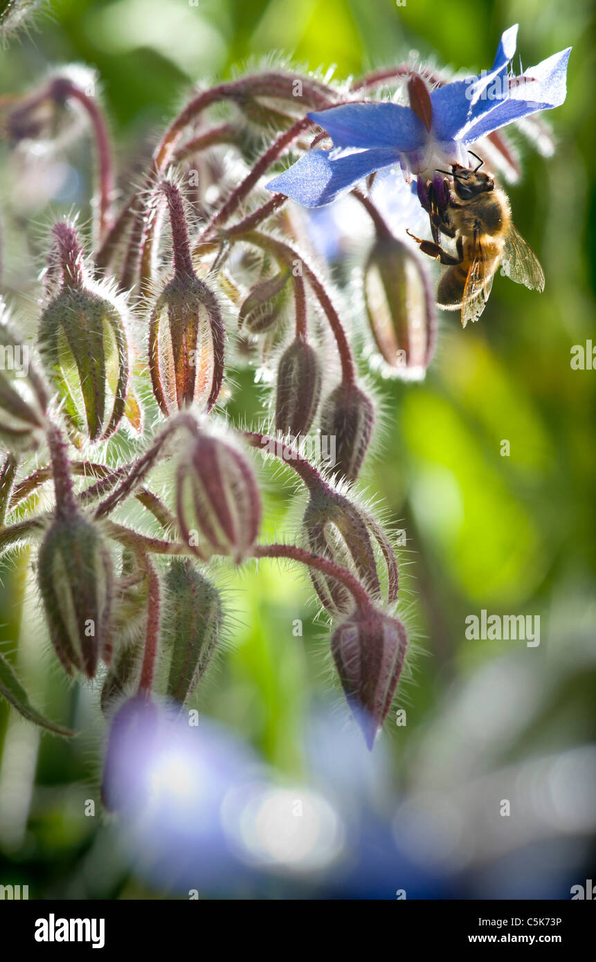 Bee pollinating flower uk hi-res stock photography and images - Alamy