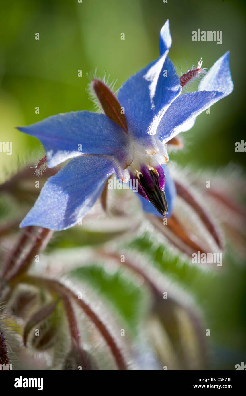Blue flower of borage hi-res stock photography and images - Alamy