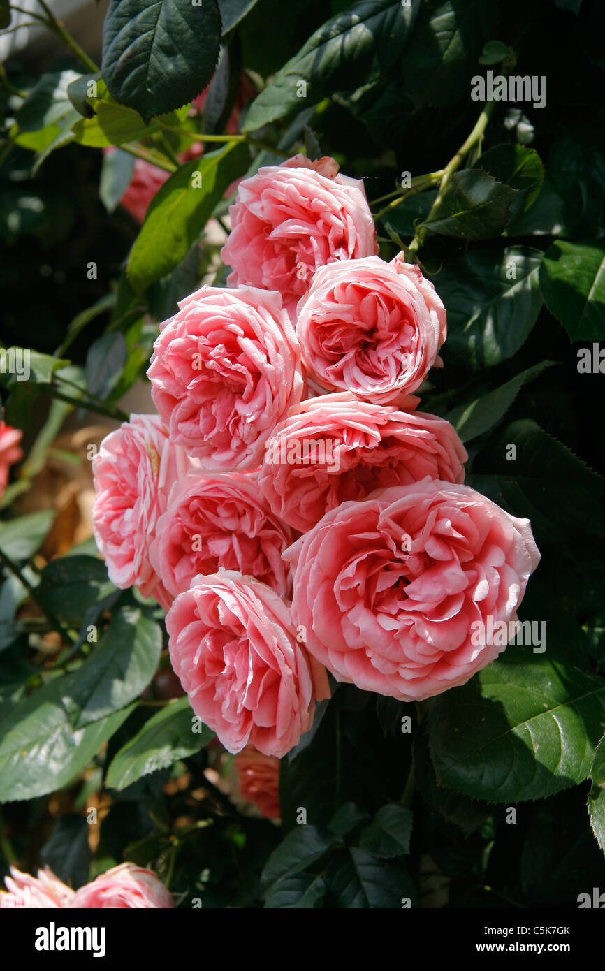 Climbing rose in full bloom against a wall (Rosa Stock Photo - Alamy