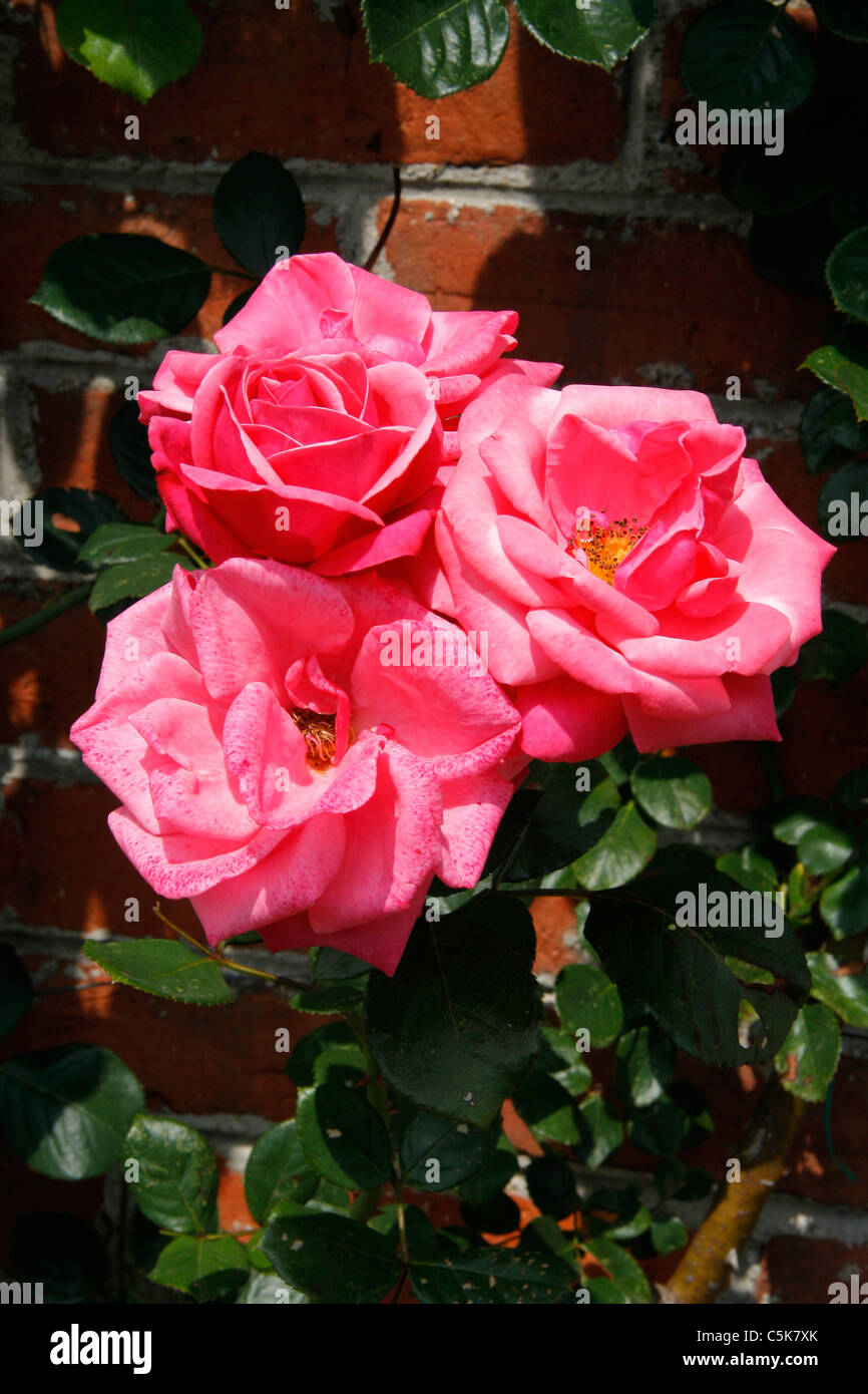 Three roses against a wall (Rosa Stock Photo - Alamy