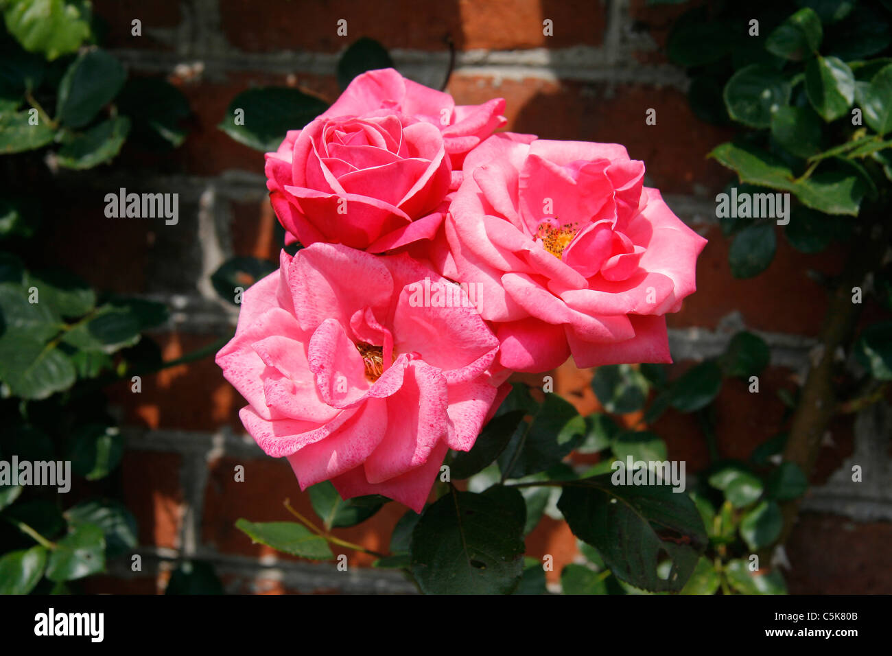 Three roses hi-res stock photography and images - Alamy