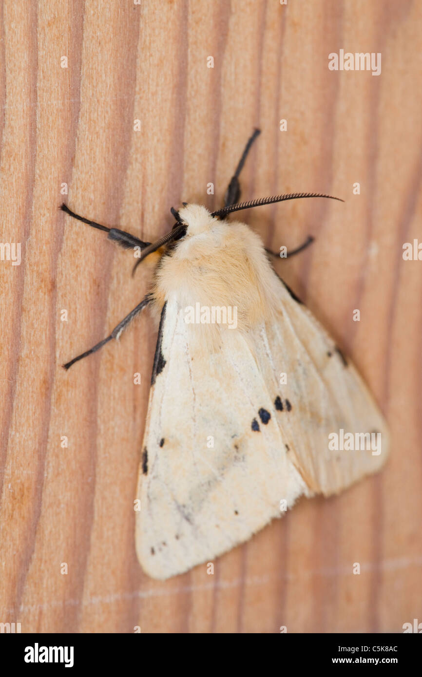 Buff Ermine Moth; Spilosoma luteum; Cornwall Stock Photo - Alamy